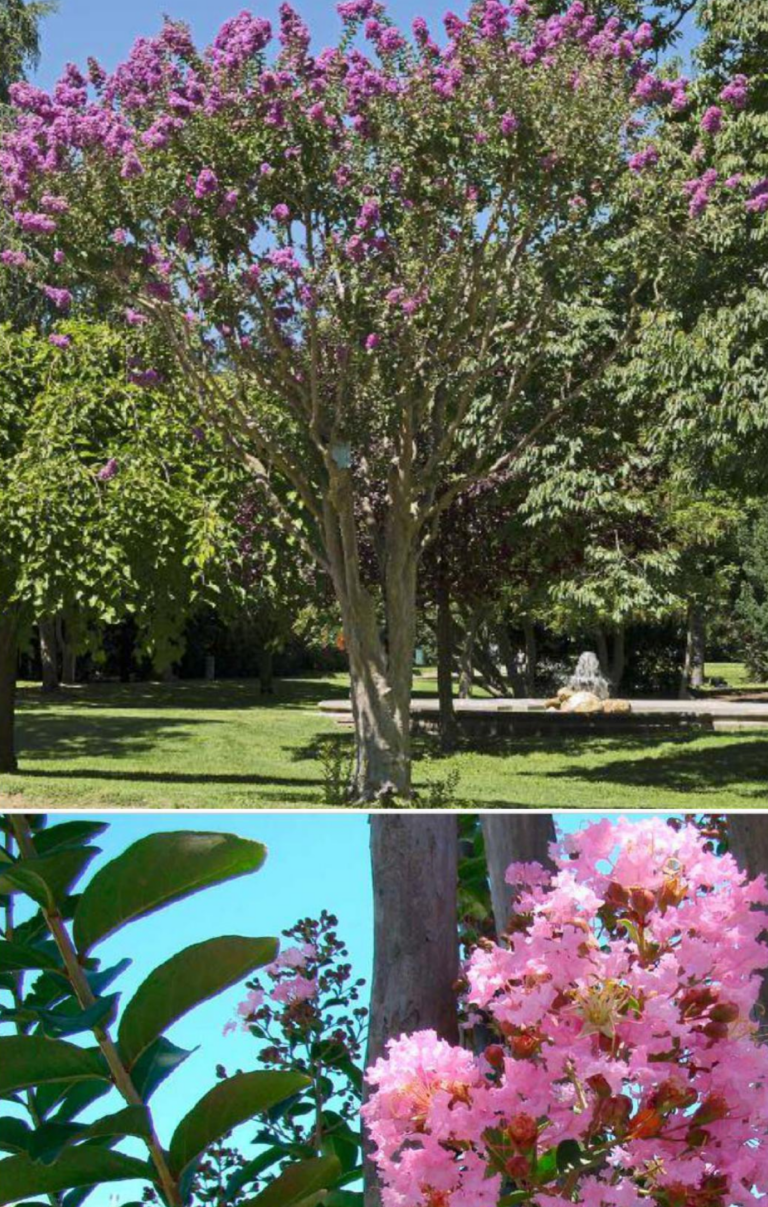 Árboles que Plantaremos – Más que un Árbol